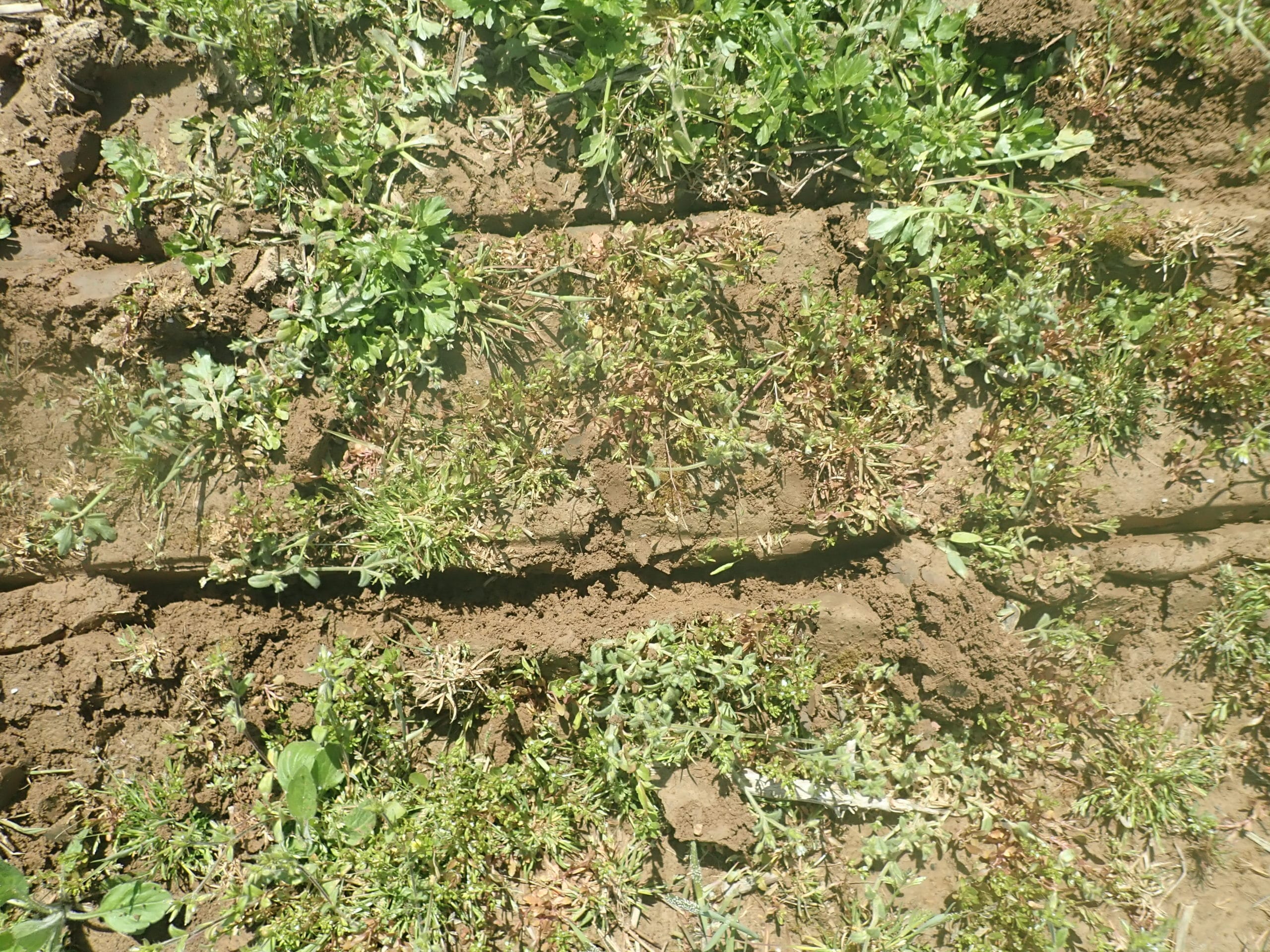 Healthy Soil, Healthy Plants Part II - Greenacres Foundation