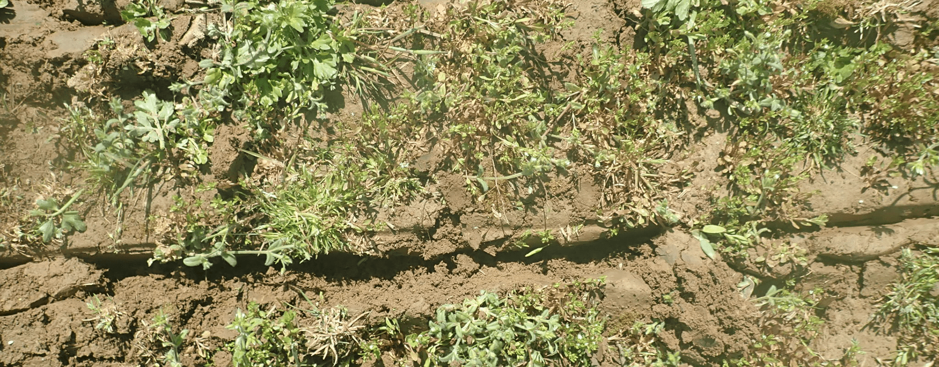 Healthy Soil, Healthy Plants Part II - Greenacres Foundation