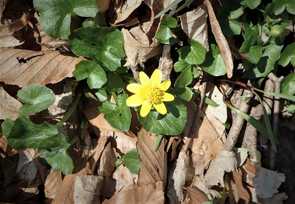 lesser celandine Archives - Greenacres Foundation